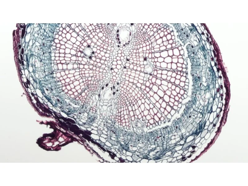 Nikon Ti2-U Inverted Fluorescence Microscope
