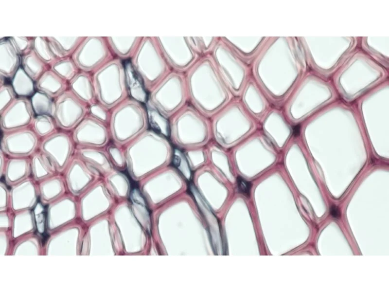 Nikon Ti2-U Inverted Fluorescence Microscope