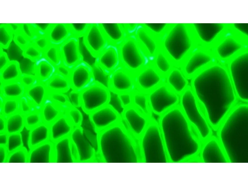 Nikon Ti2-U Inverted Fluorescence Microscope