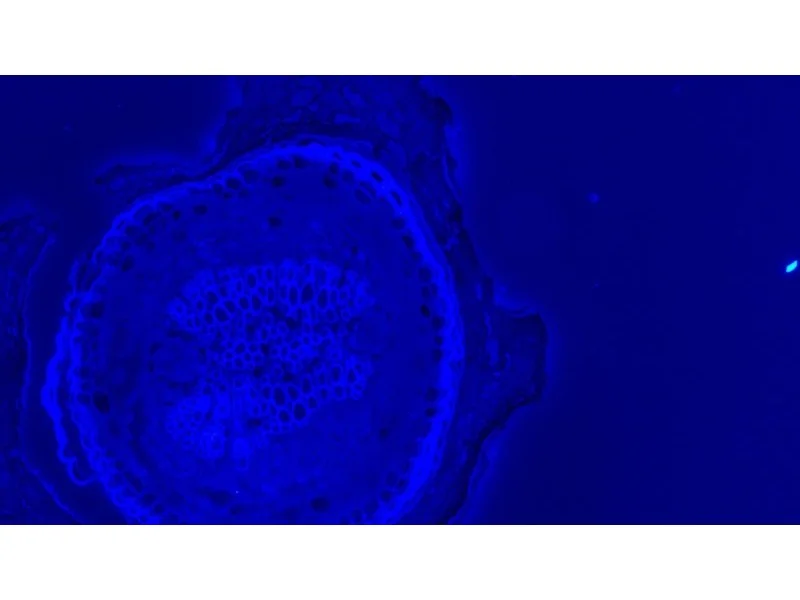 Nikon Ti2-U Inverted Fluorescence Microscope