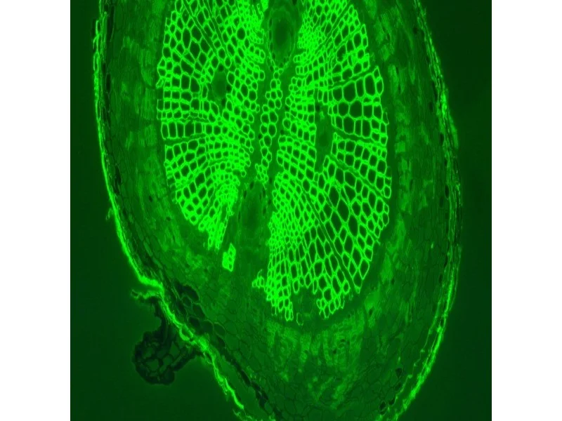 Nikon Ti2-U Inverted Fluorescence Microscope