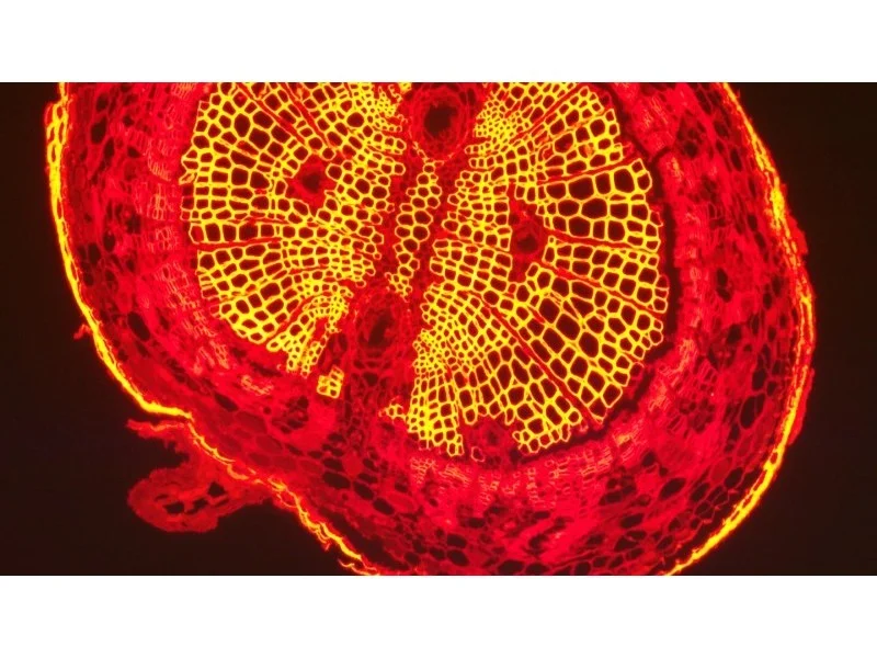 Nikon Ti2-U Inverted Fluorescence Microscope