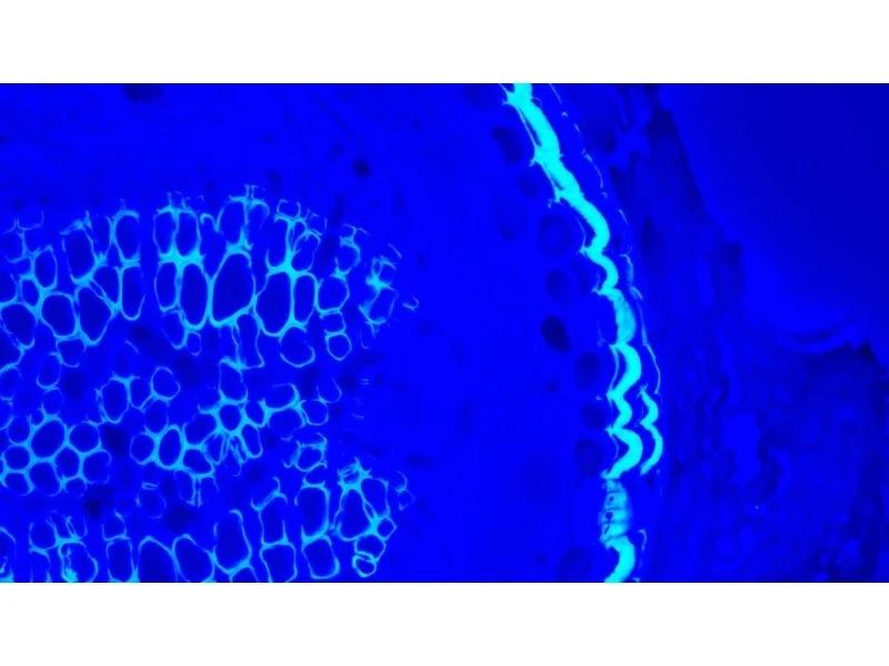 Nikon Ti2-U Inverted Fluorescence Microscope