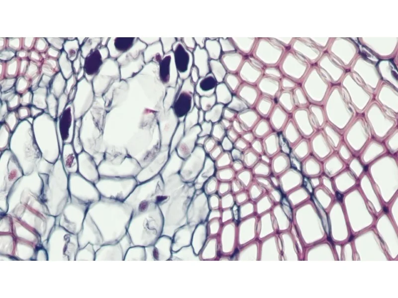 Nikon Ti2-U Inverted Fluorescence Microscope