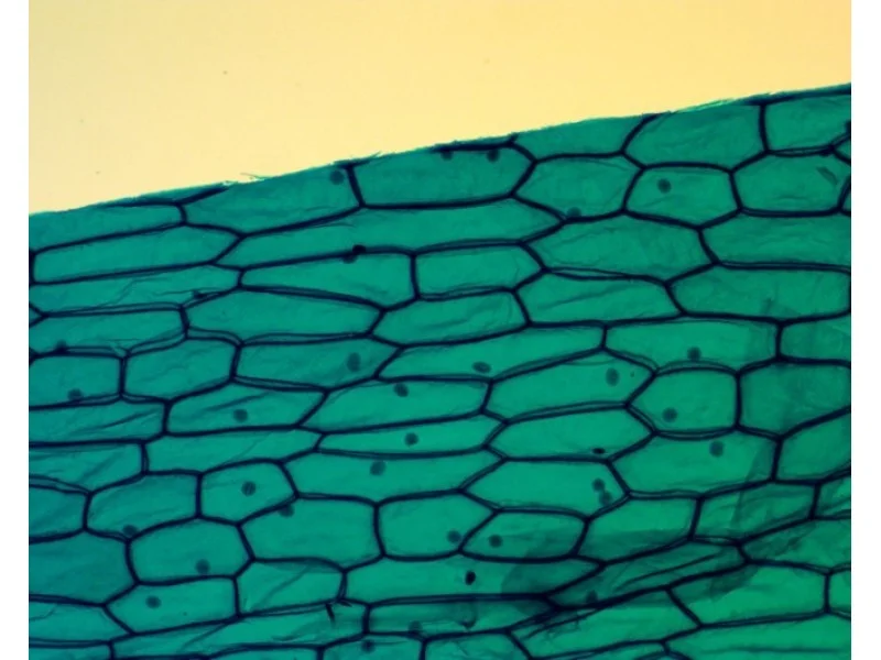 Olympus IX81 Inverted Fluorescence Motorized XY Microscope (New Filters)